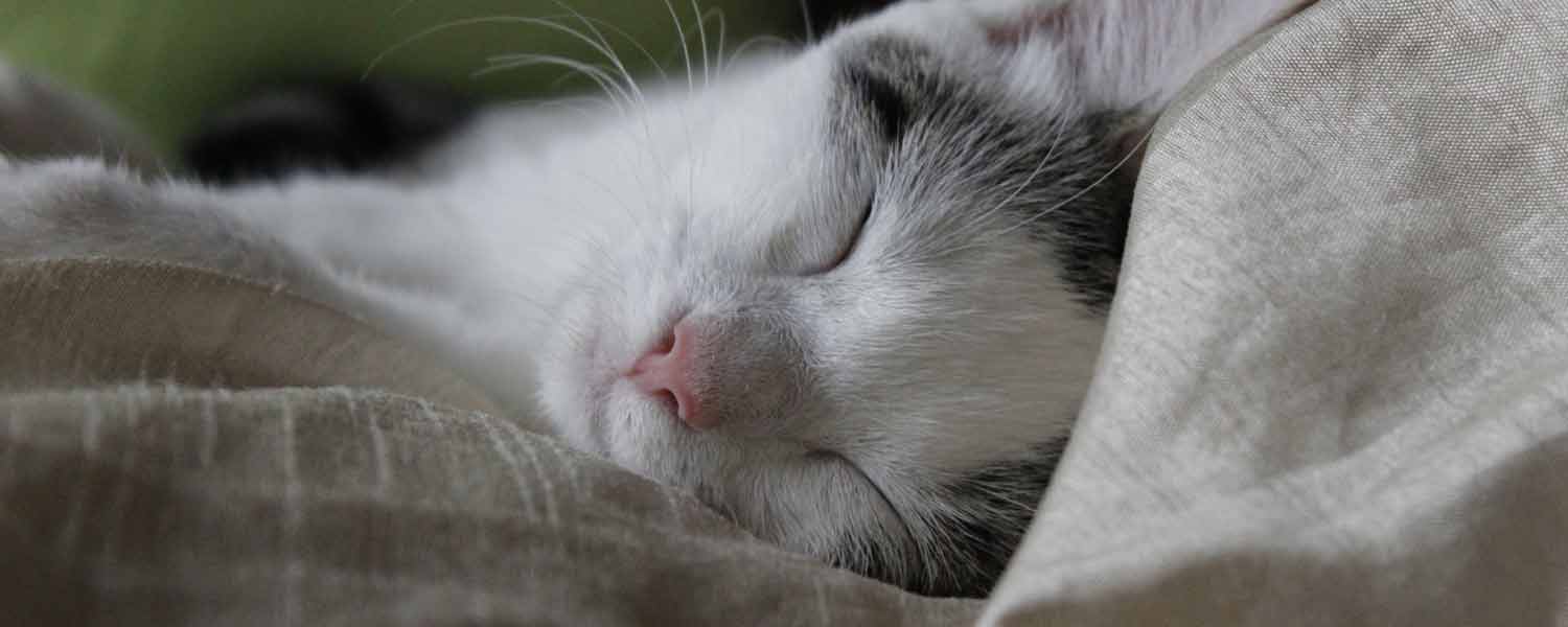 Felin zen - comportement du chat